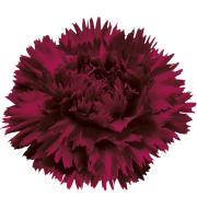 Cut flower Importer | Sunflora