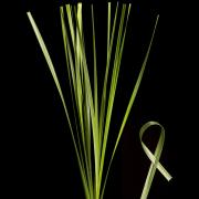 Cut foliage importer and supplier | Sunflora